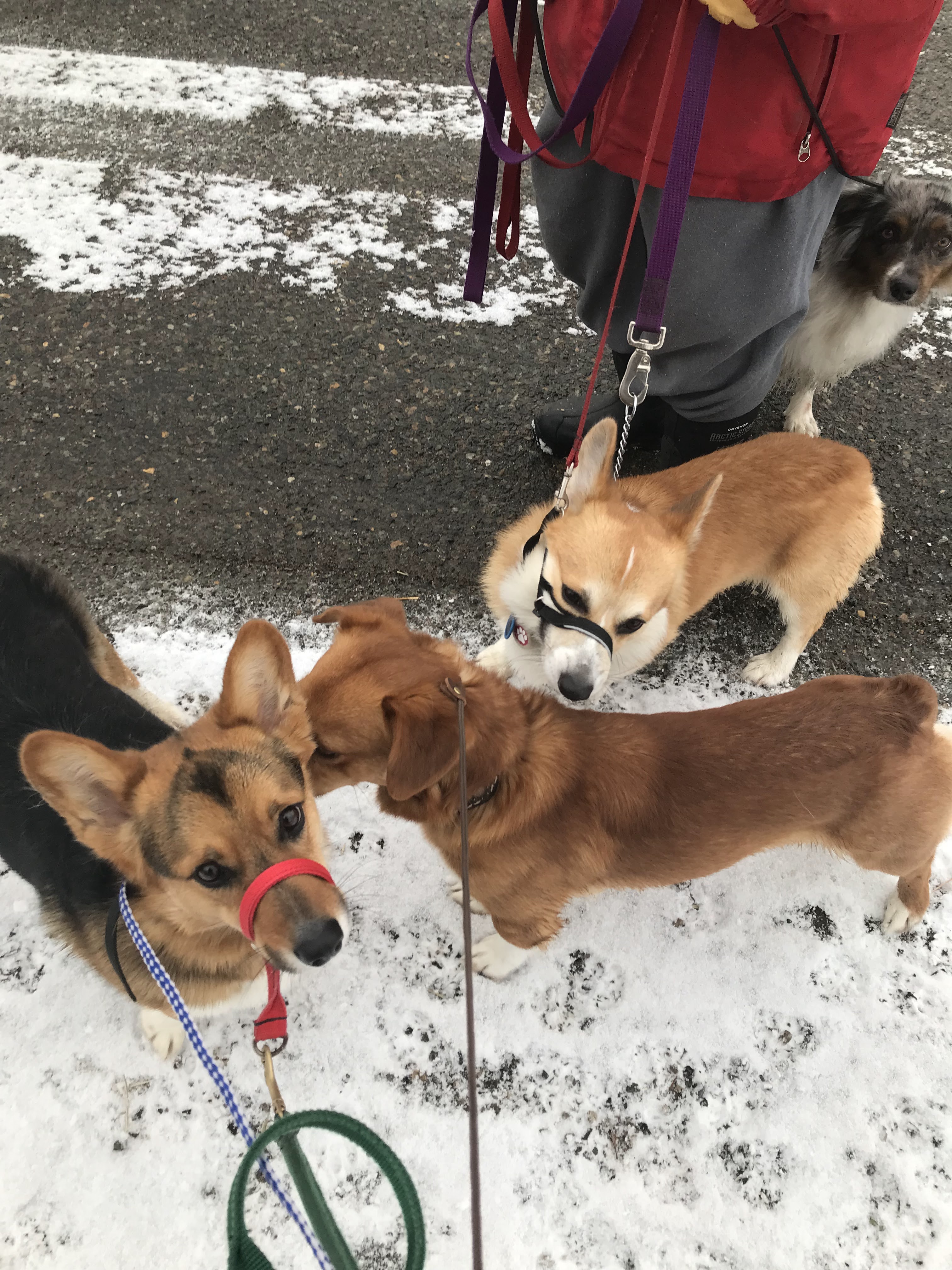 Faery Mount Farm | Family Born, Farm Raised, Heart of our Heart, We are ...