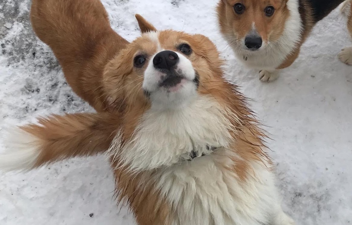 Captain Swagger Tail of Emberborn | Faery Mount Farm