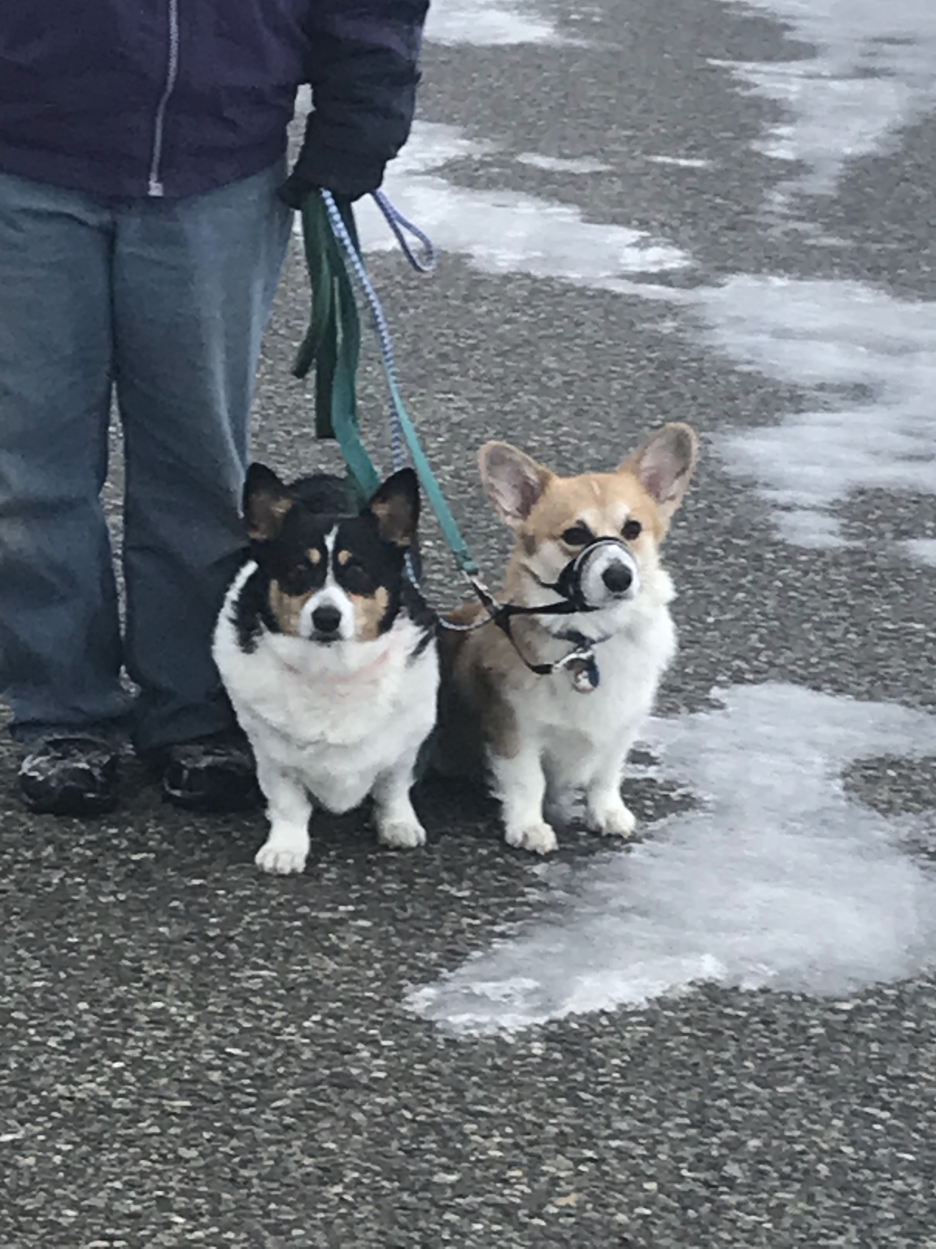 Corgi Haven | Faery Mount Farm